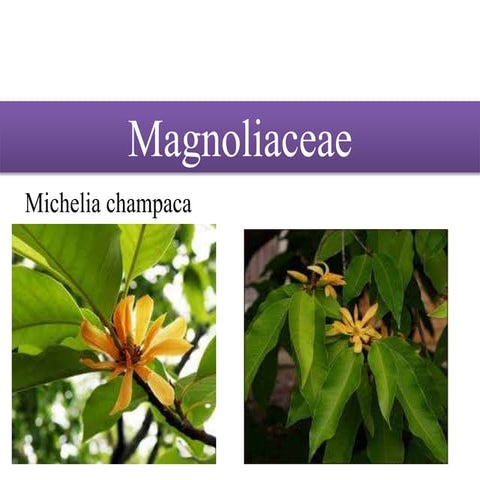 1.magnoliaceae | PPTX