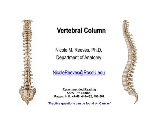 Anatomy of Vertebral Column | PPTX