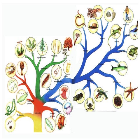 IGCSE Biology - classifying animals phylum vertebrates - five classes | ODP