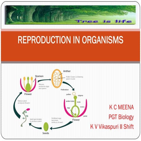 reproduction in organisms in cells division | PPT