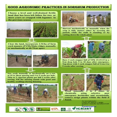 Good Agronomic Practices in Sorghum Production | PDF