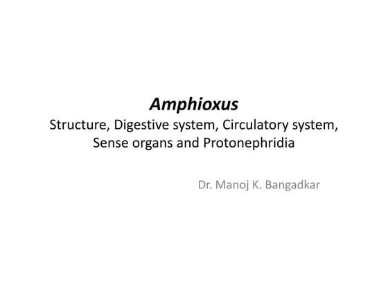 Amphioxus.pptx