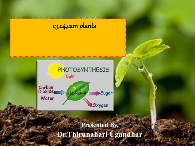 C3,C4 & CAM pathway | PPTX