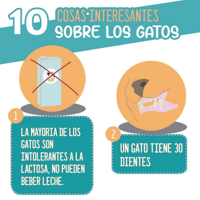 10 curiosidades interesantes sobre los gatos | PDF