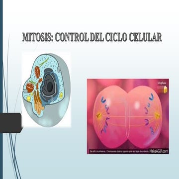 1. mitosis-control-del-ciclo-celular | PPTX | Biological Sciences | Science