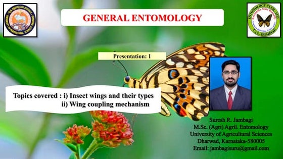 Insect Antennae Structure Functions And Their Modifications Ppt