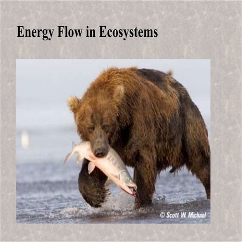 energy flow in ecosystems | PPT