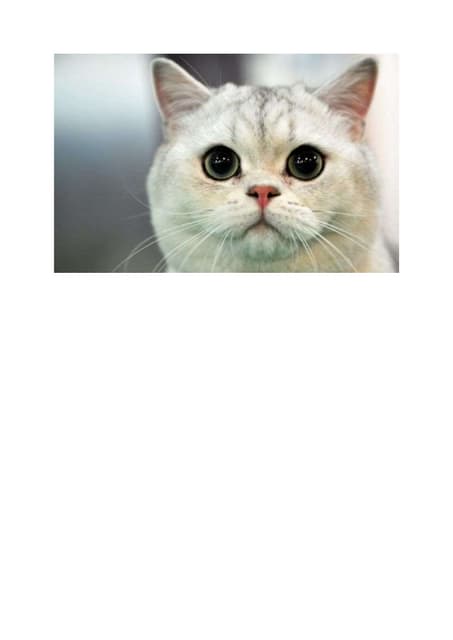 Heavy Breathing Intensifies Cat Meme