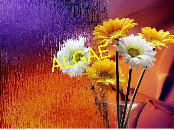 Morphology Structure And Function Of Algae Pptx