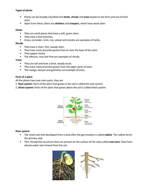 Basic Plant Structure And Function Plant Cell Structure| Structure Of