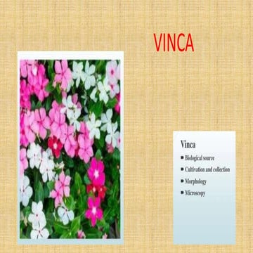 vinca ppt. by pritypriya pharmacognosy 4 | PPTX