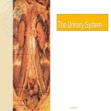 1. AnatomyThe Urinary System ppt ed.pptx