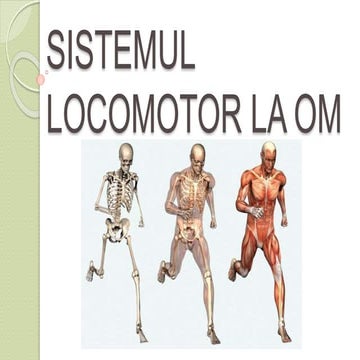 1. sistemul locomotor.pptx