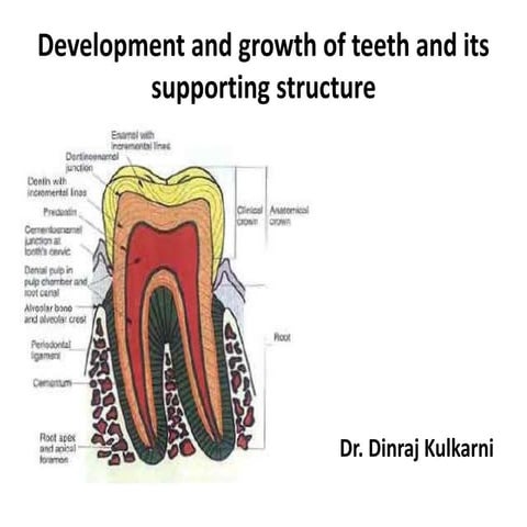 1.tooth development.pptx