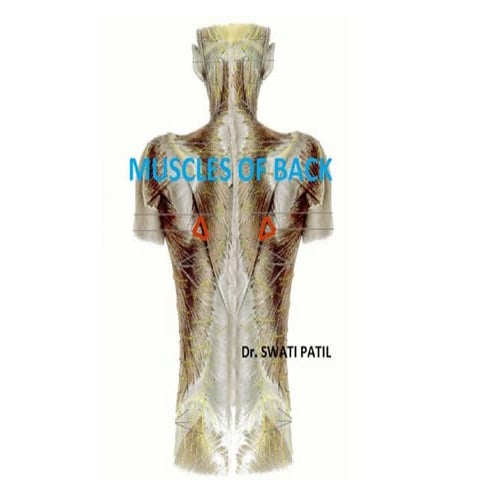 Back Muscles, superficial, intermediate, deep | PDF