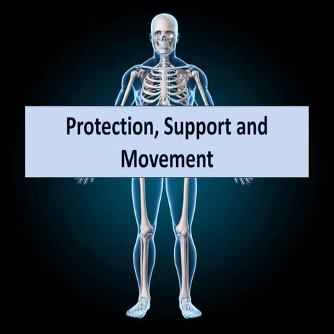 1. Protection, Support, and Movement.pptx