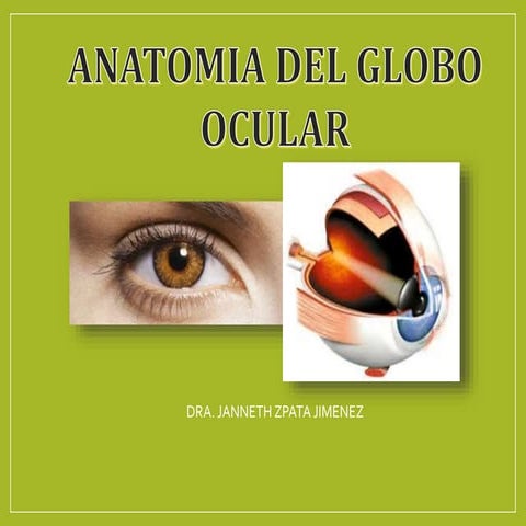 1.- ANATOMIA DEL GLOBO OCULAR.pptx