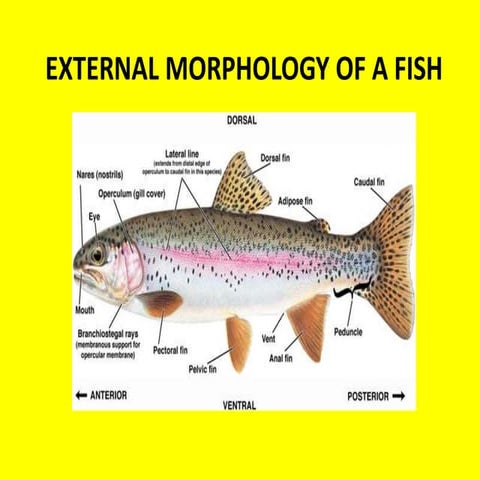 Study of Fish Morphology | PPT