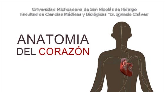 Disección de corazón bovino - Anatomía comparativa | PPT