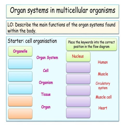 1.7b-Organ-systems-PP.ppt