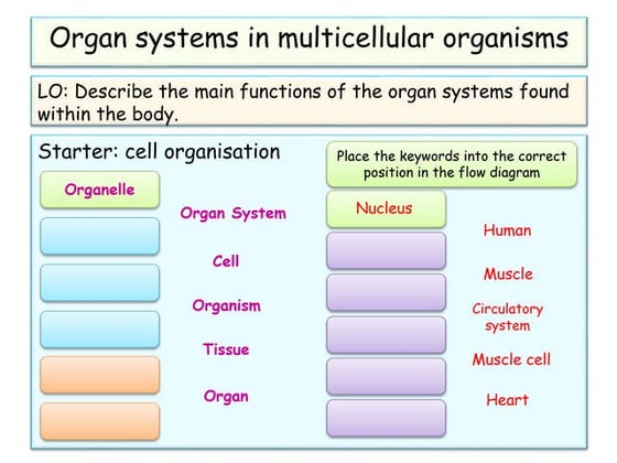 2. temporary organs grade 5 8th lesson | PPT