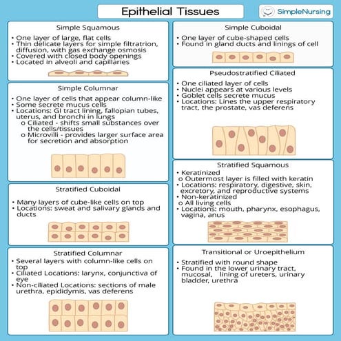 1. Epithelial tissues.pdf