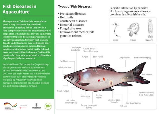 Fish Health Management | PDF | Infectious Diseases | Diseases and ...