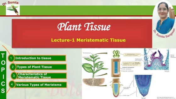 Plant tissues, 9 cbse | PPTX