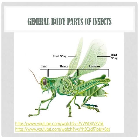 Insect morphology | PDF