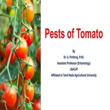 Pests of Tomato_Identification_IPM_Dr.UPR.pdf