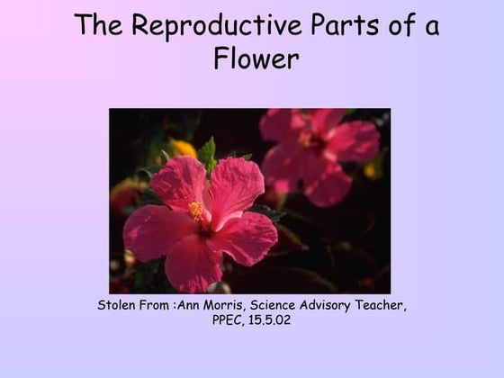 Life cycle of flowering plants | PPT