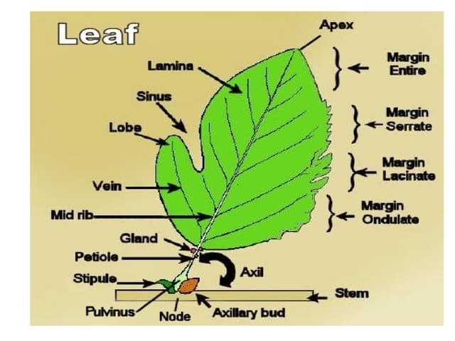 TYPES OF LEAF | PDF