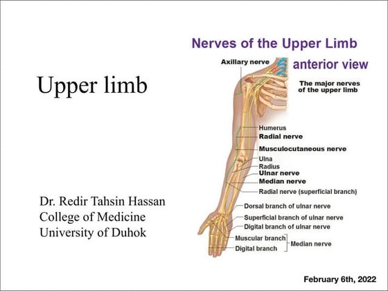 An easy way to learn upper limb muscles | PDF