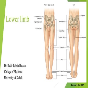 1.3 Lower Limb.pdf anatomy of the lower limb | PDF