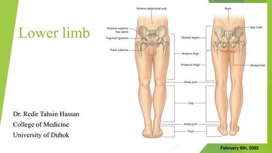 Lower limb MCQs | PDF