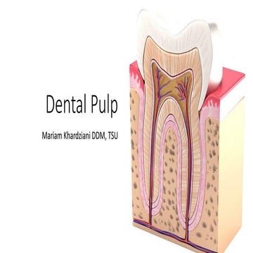 1. pulp structure, DENTAL PULP, PULP CHARACTHERISTICS | PDF