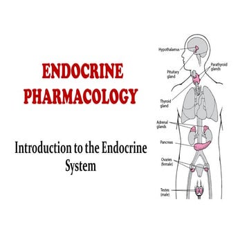 1.The Endocrine Introduction.pdf……………….. | PDF