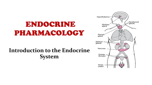Basics of Endocrine System - Key Points.pptx