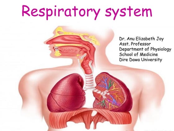 Physiology of respiration | PPTX | Lung and Respiratory Health | Diseases and Conditions