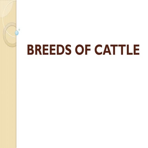 1. breeds of cattle.ppt.ppt