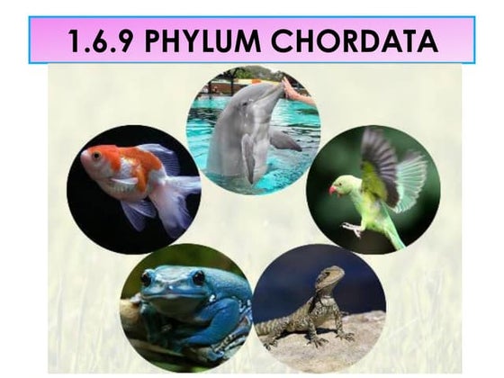 Chordata | PPTX