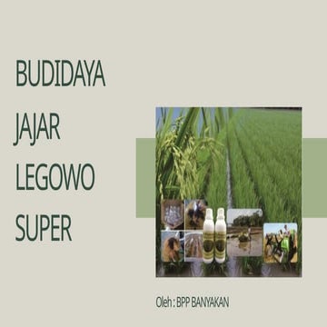 1. MATERI BUDIDAYA JAJAR LEGOWO SUPER.pptx