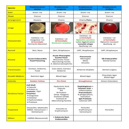 Microbiology-Summary of common bacteria identification.pdf