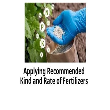 1. Applying Recommended Kind and Rate of Fertilizers.pptx