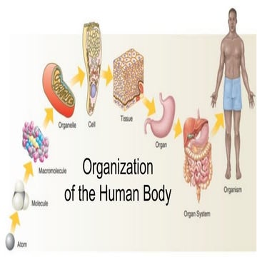 Organization of the Human Body PowerPoint | PDF