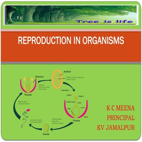 1.REPRODUCTION IN ORGANISMS ppt for class 12th students | PPTX