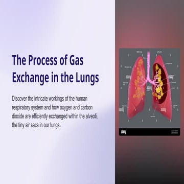 The process of gas exchange in lung for Secondary | PPTX