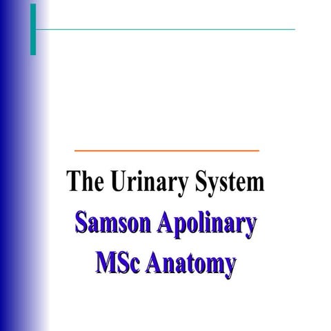 Anatomy and Physiology of Urinary System | PPT
