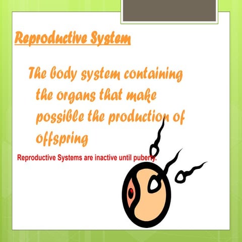 Menstrual Cycle.pptx in very detail by A | PPTX