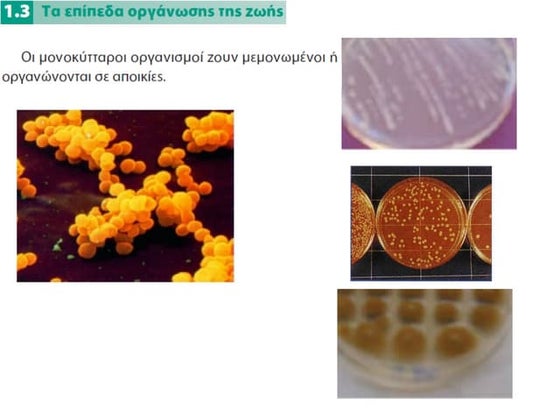 Teacher guide - Tom Appleby Convict Boy | PDF | Australia and Oceania ...